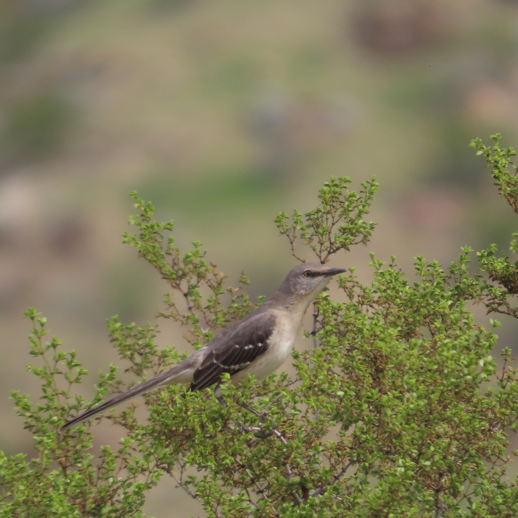 Northern Mockingbird from Palm Springs, CA, USA on February 25, 2024 at ...