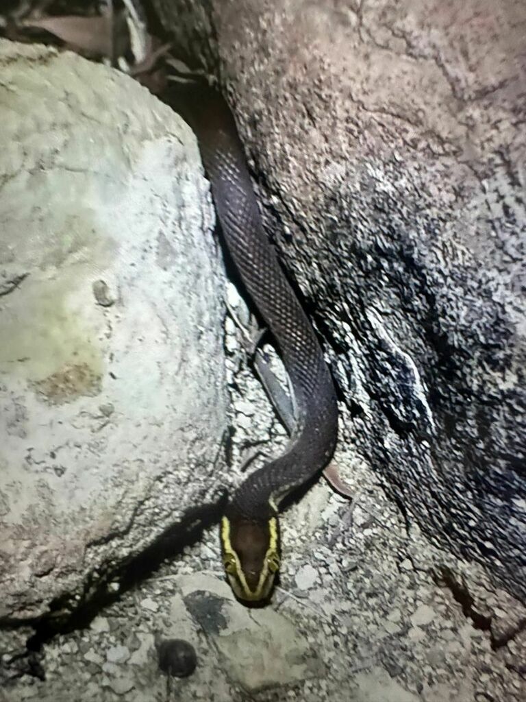 Bug-Eyed House Snake from Farm Urikos, Maltahöhe District, Hardap ...