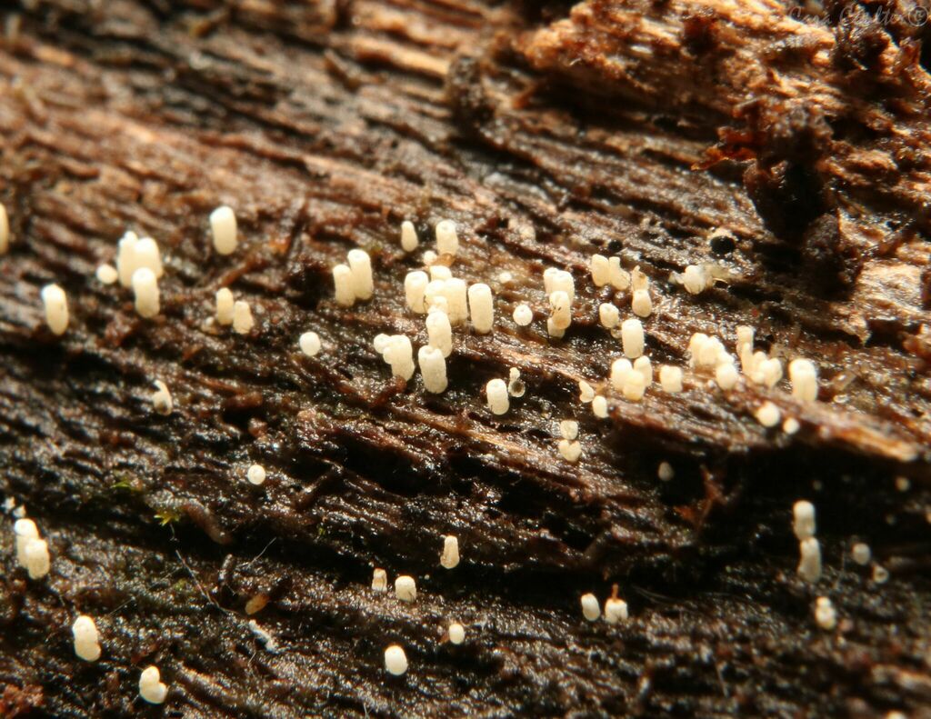 Henningsomyces in October 2023 by Cara Coulter · iNaturalist