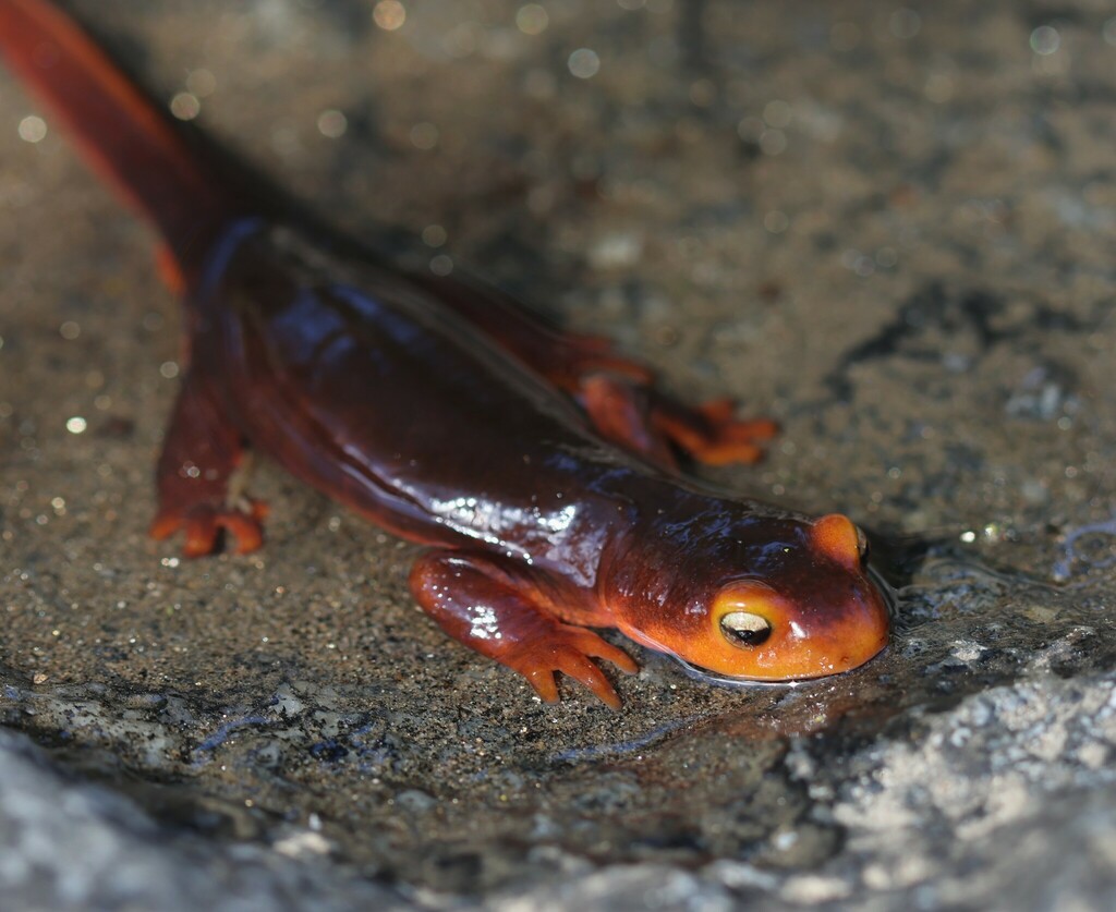 Sierra Newt from Tollhouse, CA 93667, USA on February 22, 2024 at 12:14 ...