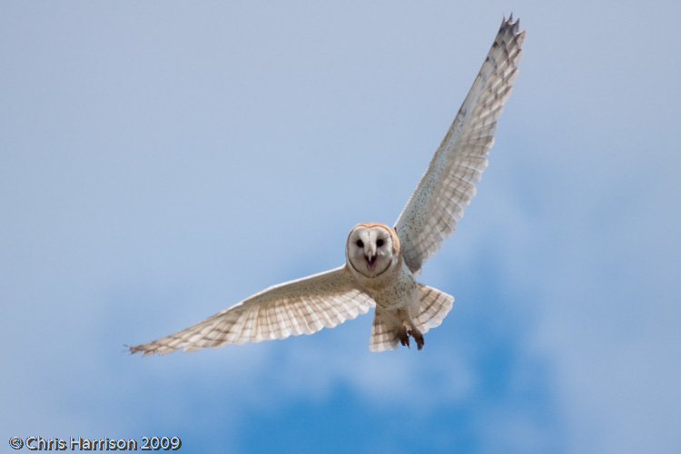 Barn Owl in June 2009 by Chris Harrison. I saw the nestlings before I ...