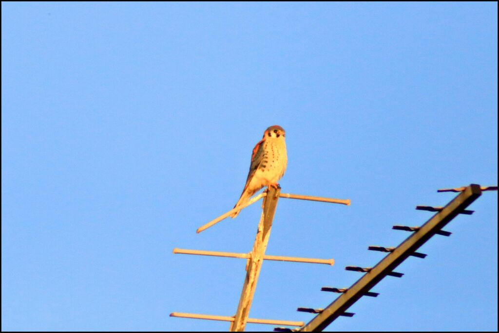 American Kestrel from Winter Gardens, CA, USA on February 22, 2024 at ...