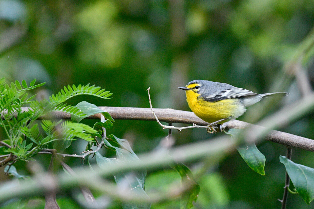 Adelaide's Warbler from Roosevelt Roads, Ceiba, Puerto Rico on February ...