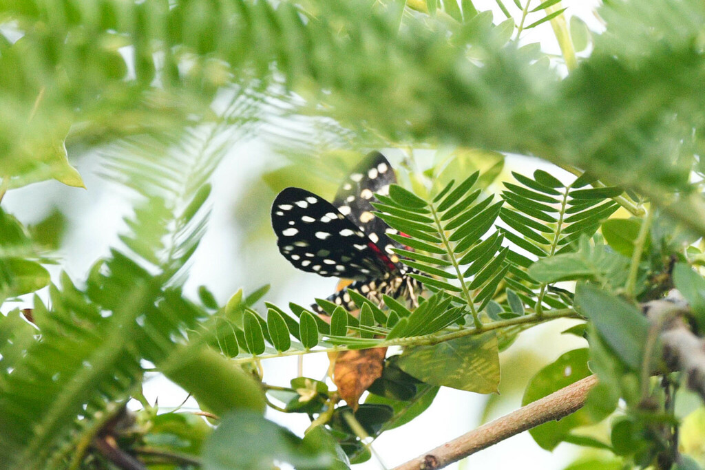 Composia credula from Roosevelt Roads, Ceiba, Puerto Rico on February ...