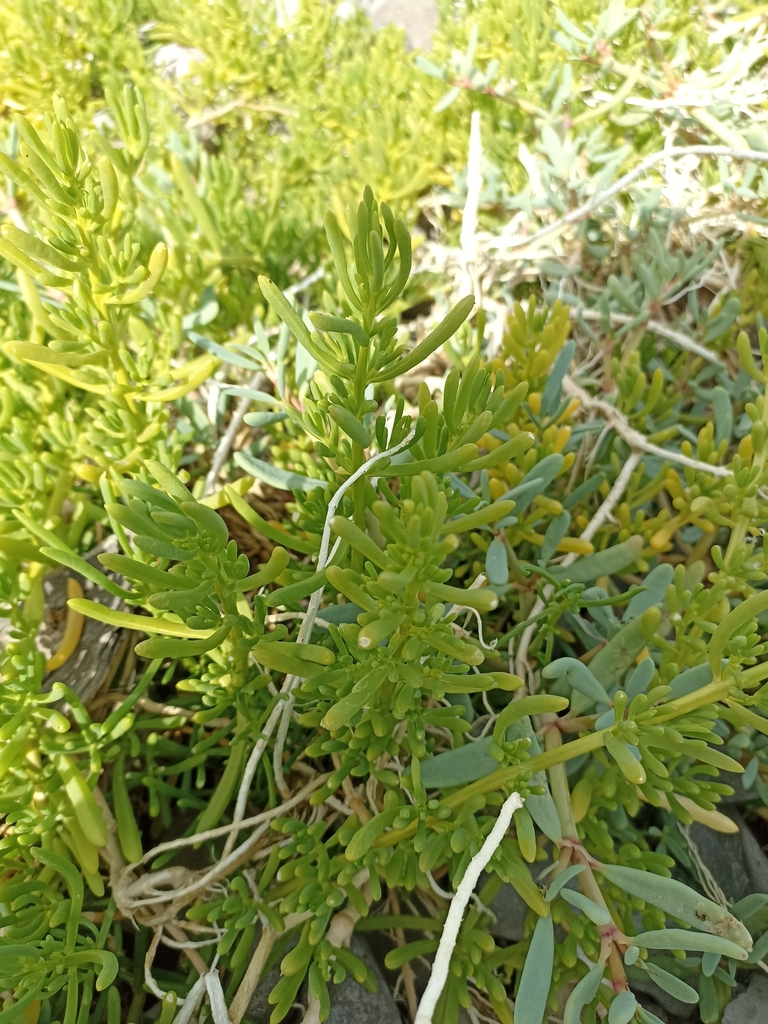 Saltwort from 23894 B.C.S., México on February 26, 2024 at 11:02 AM by ...