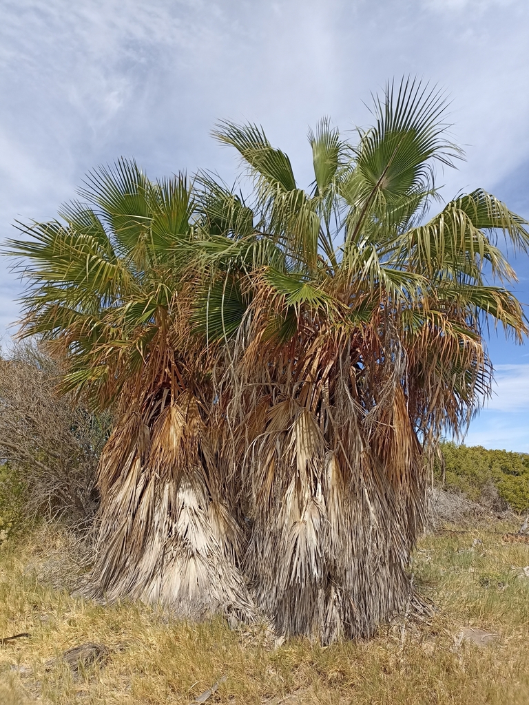 Mexican Fan Palm from 23894 B.C.S., México on February 26, 2024 at 11: ...
