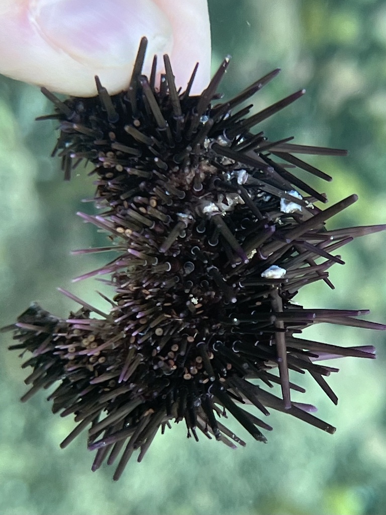 Western Pacific purple sea urchin from Port Hacking, Cronulla, NSW, AU ...