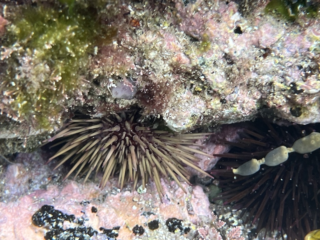 Western Pacific purple sea urchin from Port Hacking, Cronulla, NSW, AU ...