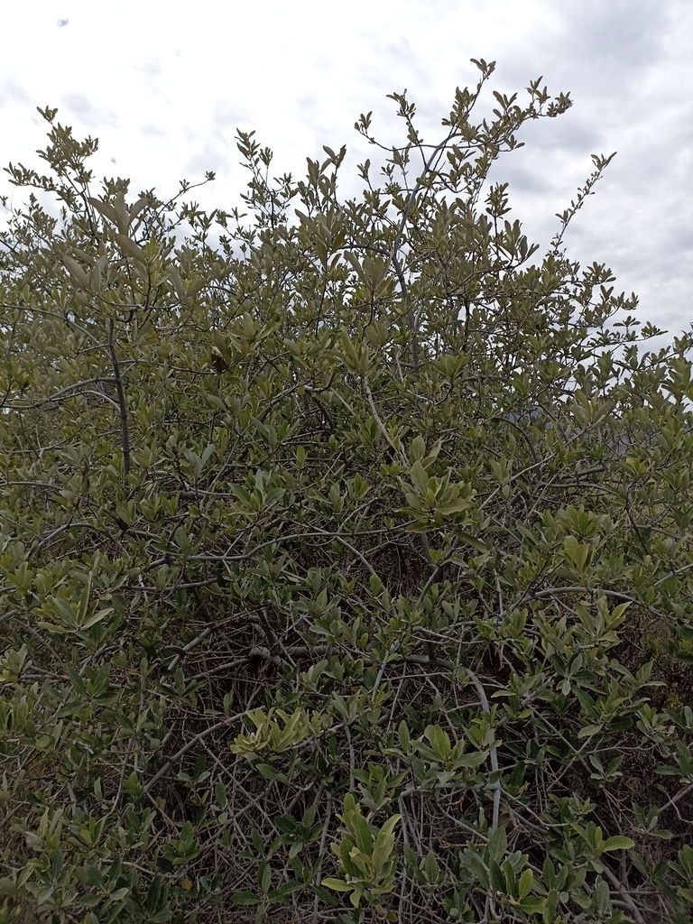 Mangle prieto desde 23894 B.C.S., México el 26 de febrero de 2024 a las ...