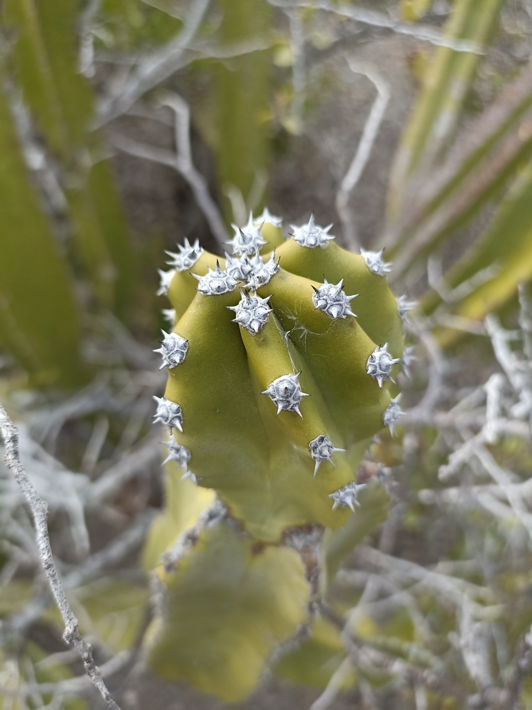 Cabeza de viejo en febrero 2024 por Jennifer Ruelas · iNaturalist Mexico