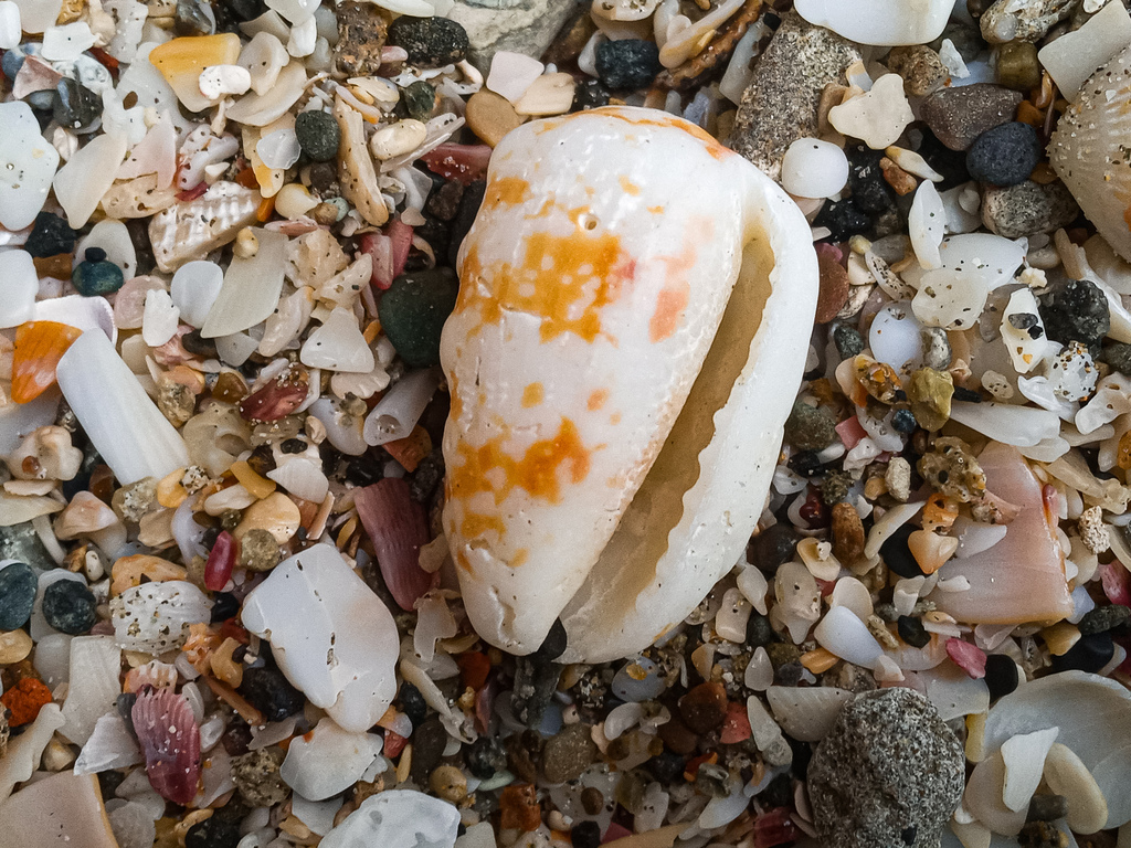 Morum tuberculosum from Los Esteros, Manta, Ecuador on February 14 ...