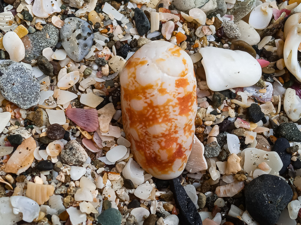 Morum tuberculosum from Los Esteros, Manta, Ecuador on February 14 ...