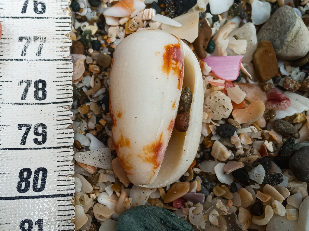 Morum tuberculosum from Los Esteros, Manta, Ecuador on February 14 ...
