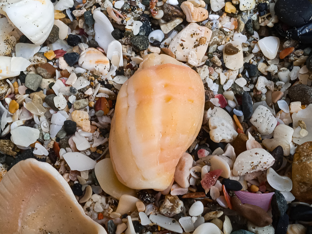 Neotiara lens from Los Esteros, Manta, Ecuador on February 14, 2024 at ...