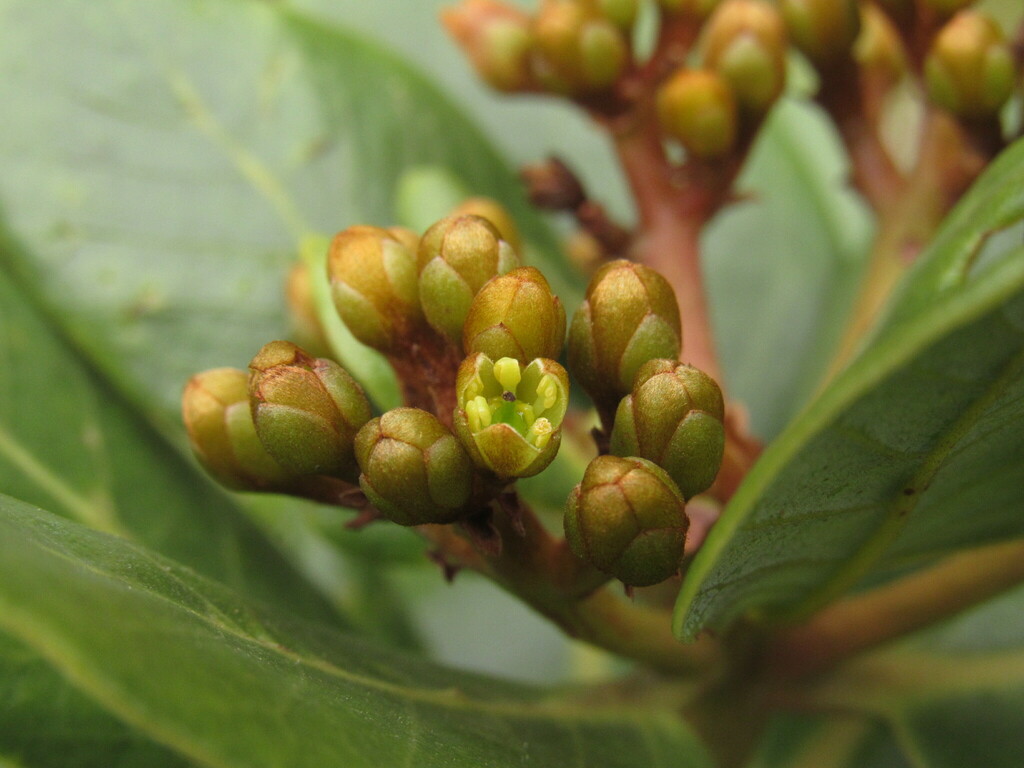 Persea mutisii from Garagoa, Boyaca, Colombia on February 14, 2024 at 08:49 AM by Juan Camilo ...
