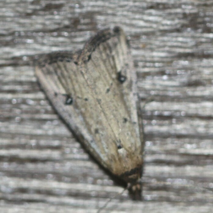 Luceria oculalis from Mount Mellum QLD 4550, Australia on February 26 ...