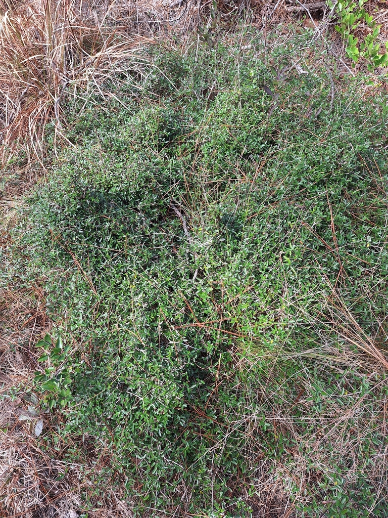 hollies from Pensacola, FL 32507, USA on February 26, 2024 at 12:08 PM ...