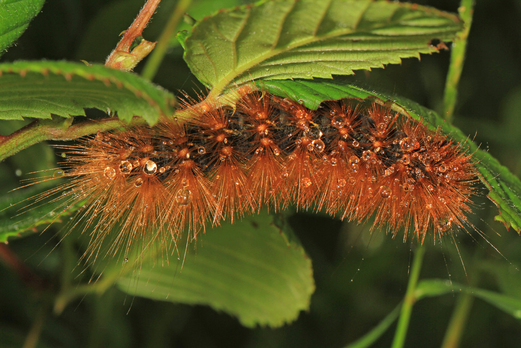 Salt Marsh Moth (Common Caterpillars of the Continental United States ...