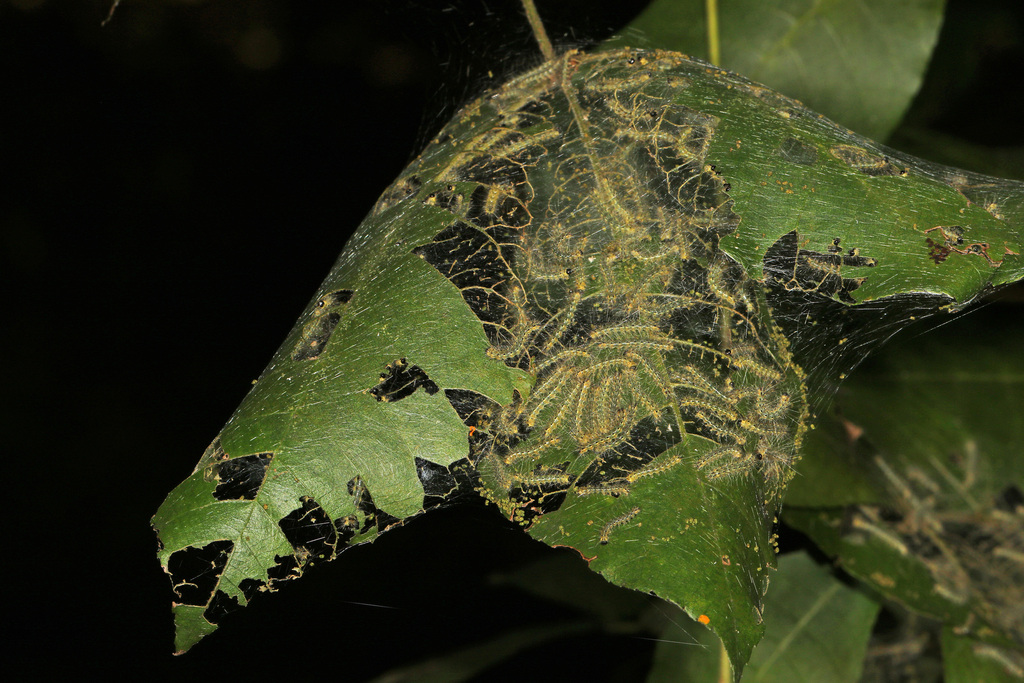 Fall Webworm Moth (Common Caterpillars of the Continental United States ...