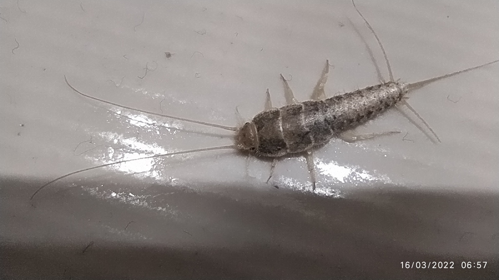 Long-tailed Silverfish from İstanbul, Türkiye on March 16, 2022 at 06: ...