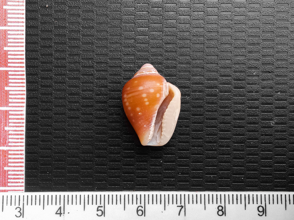 Columbella labiosa from Los Esteros, Manta, Ecuador on February 17 ...