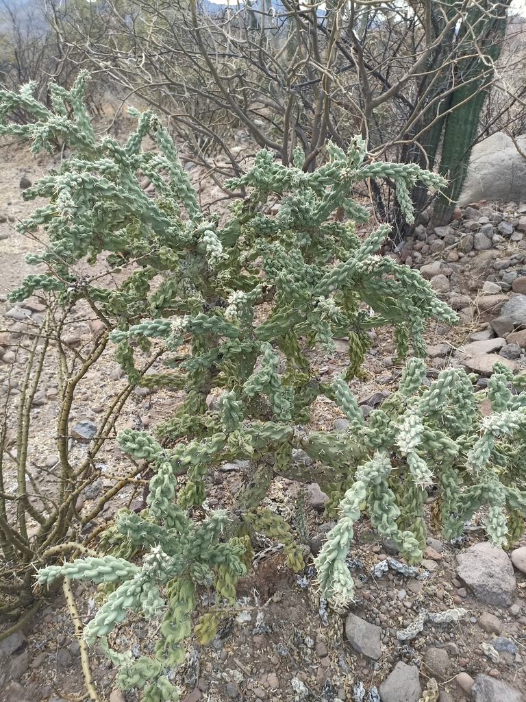 Chain-link Cholla from 23882 B.C.S., México on February 26, 2024 at 02: ...