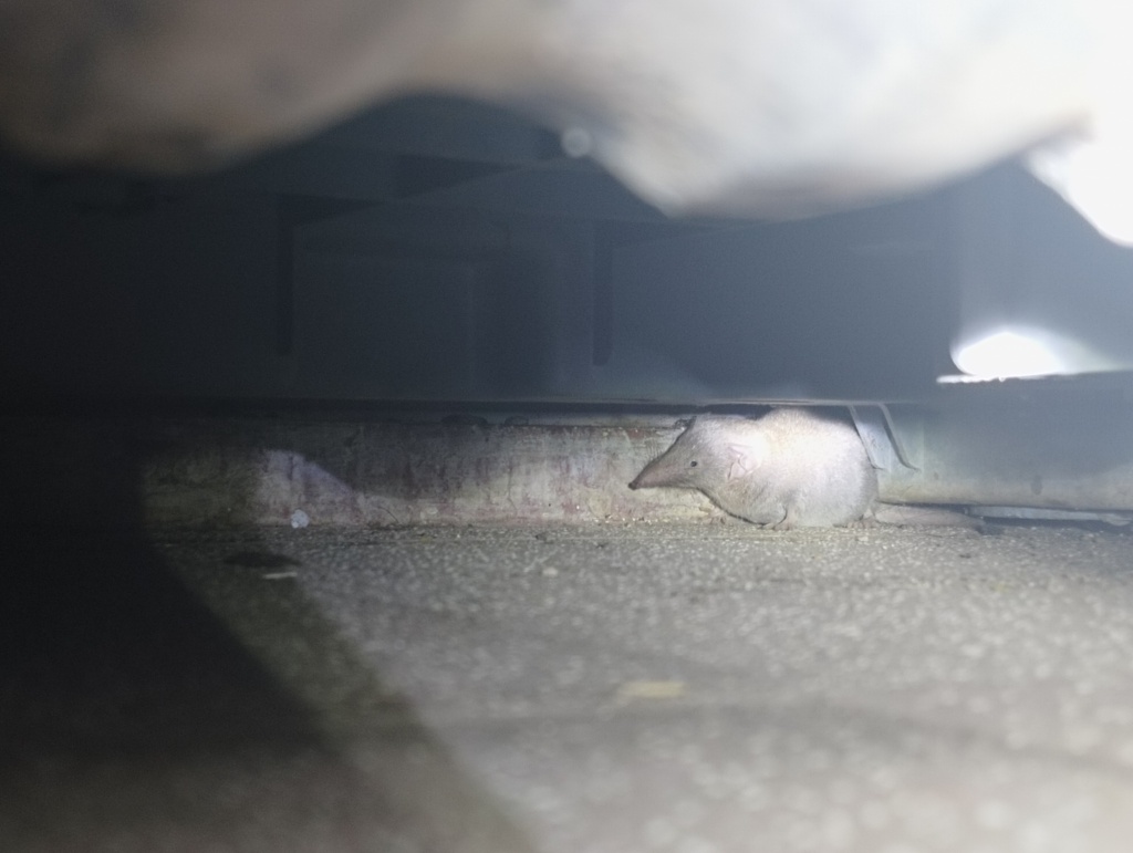 Asian House Shrew from Churhe Bada, Brahmapuri, Maharashtra 441206 ...