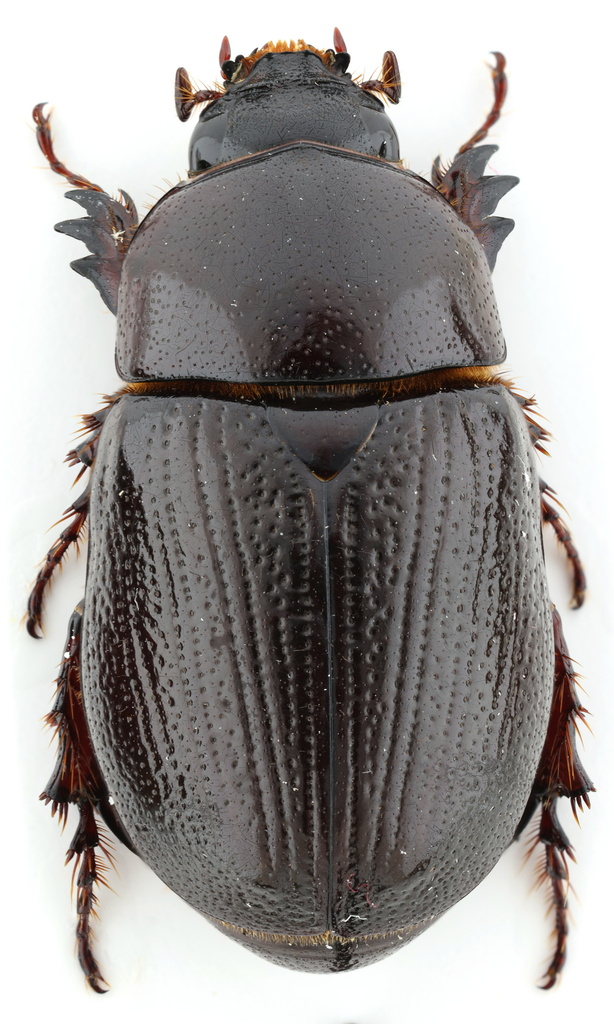 Ligyrus cuniculus (Dynastinae of the United States) · iNaturalist