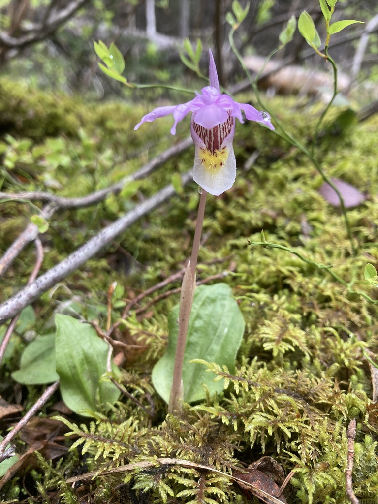 Eastern Fairy-slipper from Banff National Park, Improvement District No ...