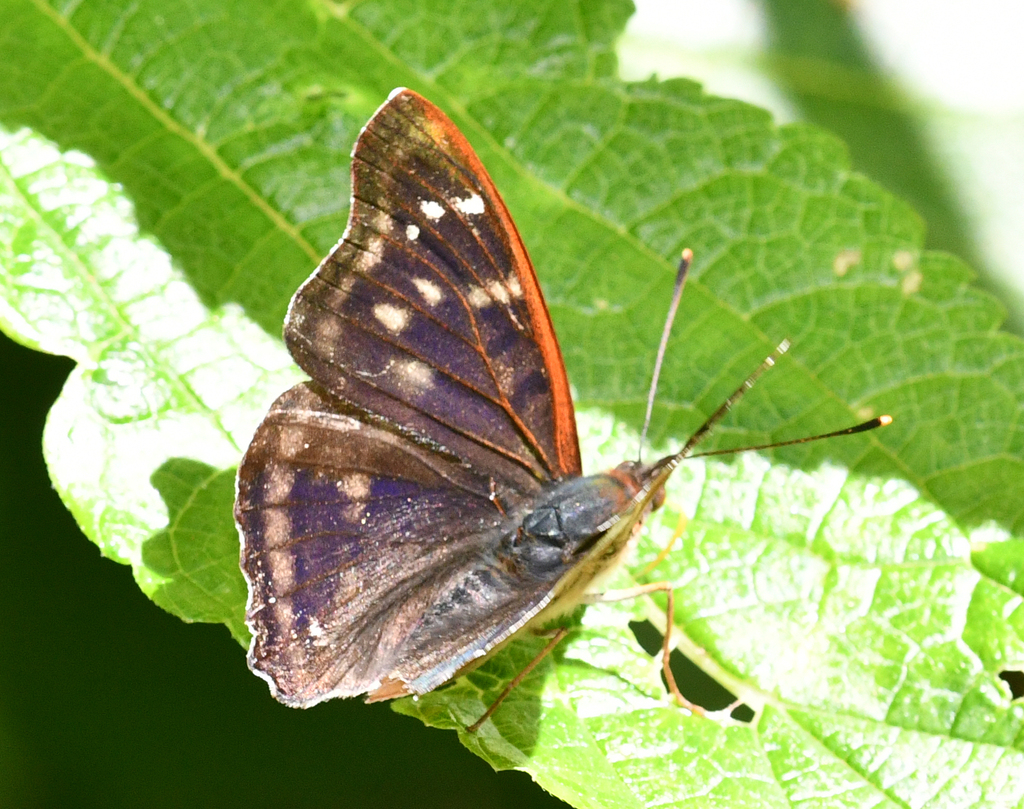 Agathina Emperor from Jundiaí - State of São Paulo, Brazil on January ...