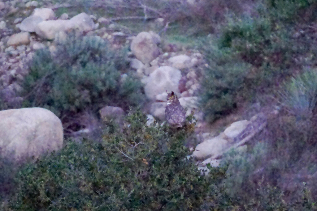 Great Horned Owl from Mira Monte, CA, USA on February 26, 2024 at 06:17 ...
