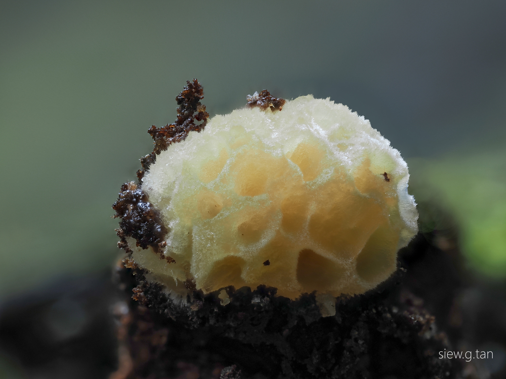 Spongiforma squarepantsii in February 2024 by Gim Siew Tan · iNaturalist