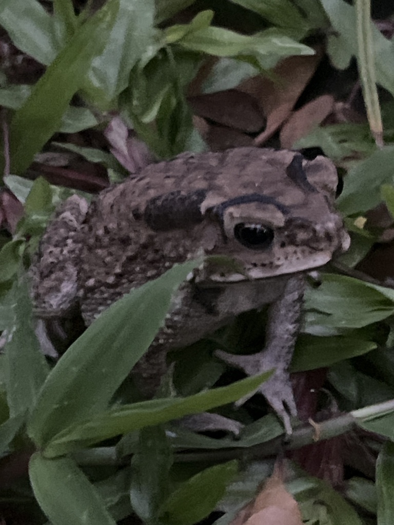 Asian Common Toad from National University of Singapore, SG on February ...