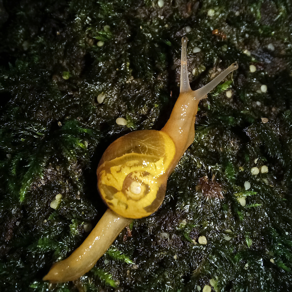 Golden Semi-slug from Blue Mountains Nat'l Park NSW 2787, Australia on ...