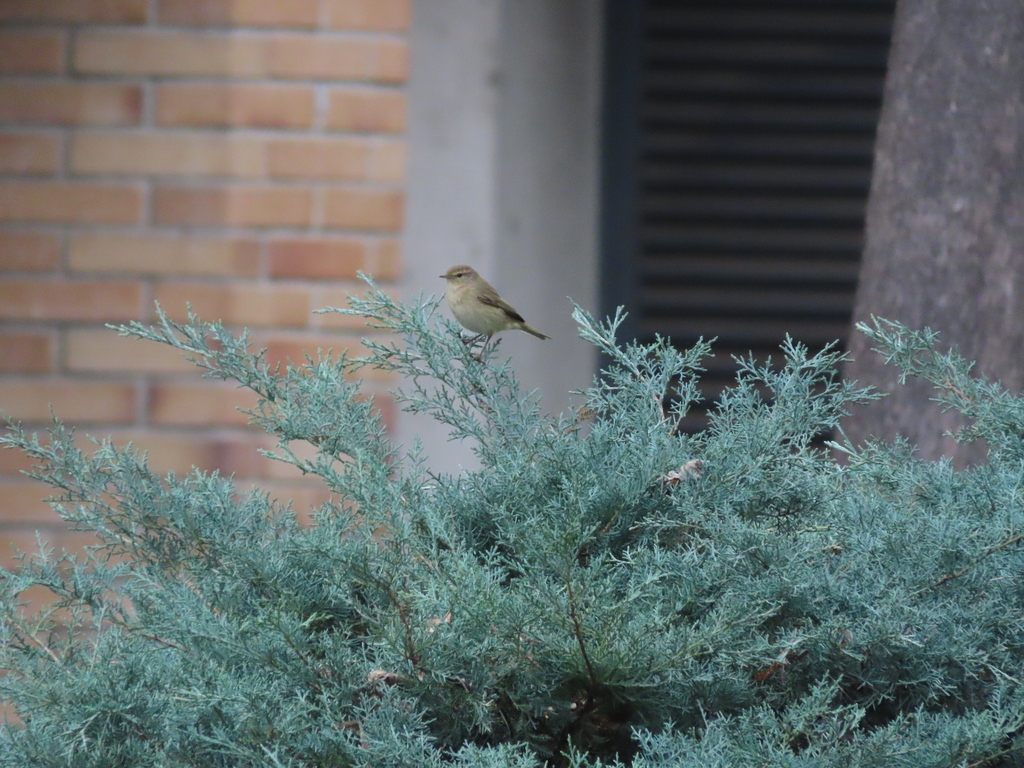 Common Chiffchaff from Lisboa, Portugal on February 5, 2024 at 10:42 AM ...