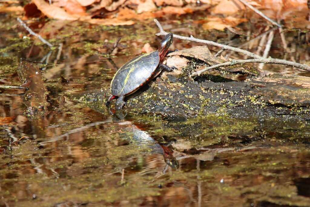 Painted Turtle from Beaver Marsh, Cuyahoga Falls, OH 44264, USA on ...