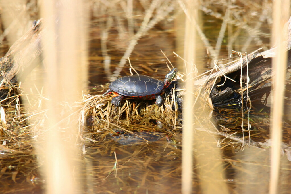 Painted Turtle from Beaver Marsh, Cuyahoga Falls, OH 44264, USA on ...