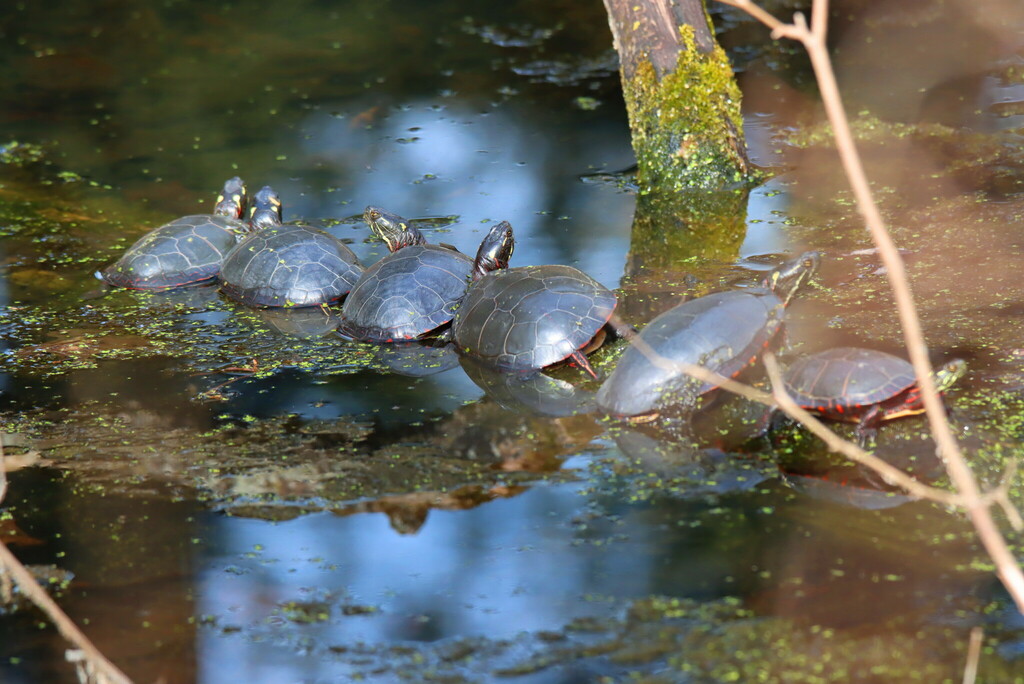Painted Turtle from Beaver Marsh, Cuyahoga Falls, OH 44264, USA on ...