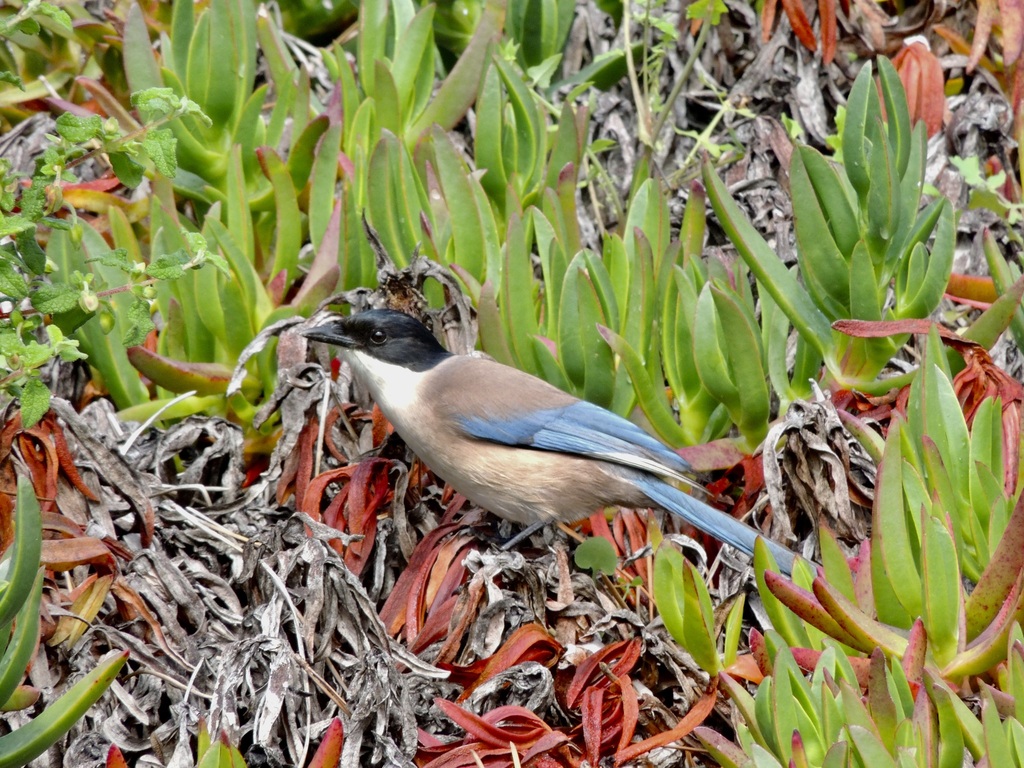 Iberian Magpie from 8365 Pêra, Portugal on February 15, 2024 at 01:34 ...
