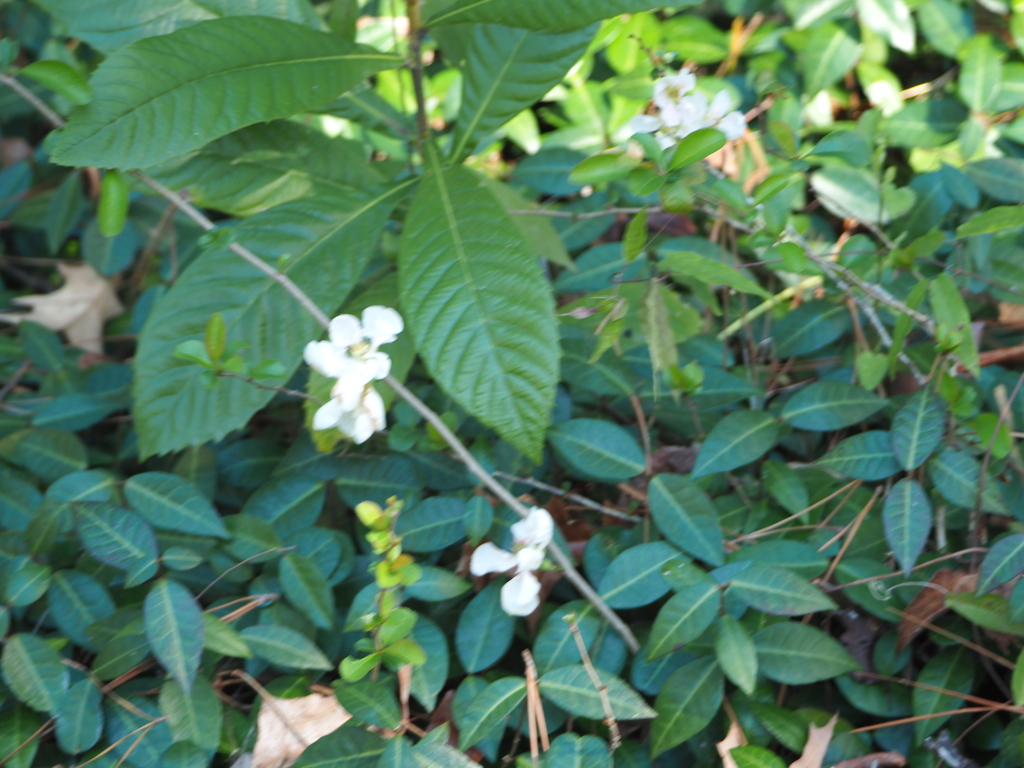Pearl Bush from Oakdale, Savannah, GA, USA on February 26, 2024 at 11: ...