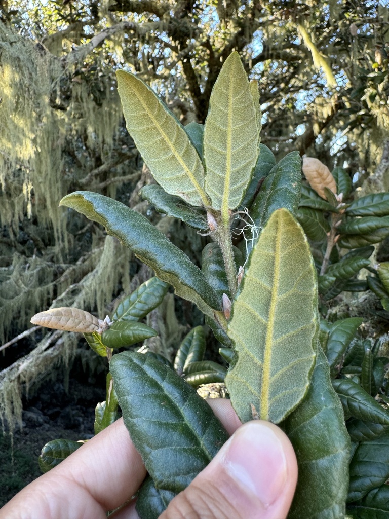 island oak (Quercus tomentella) - Botanical Realm