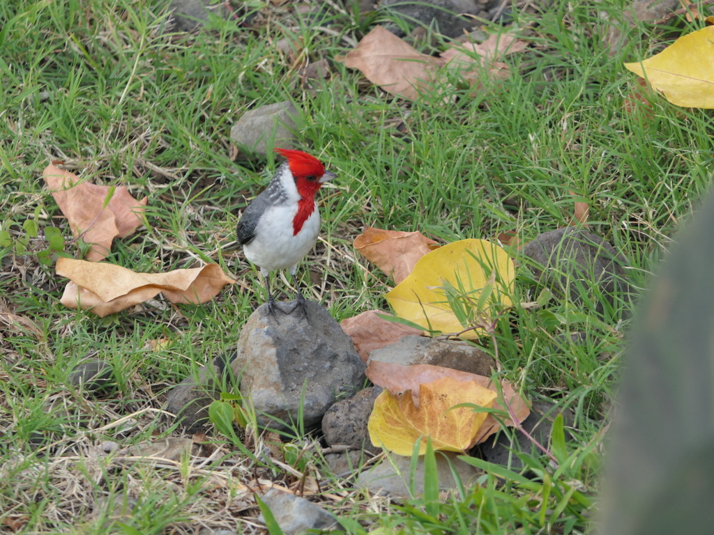 Red-crested Cardinal from Maui County, HI, USA on February 9, 2024 at ...