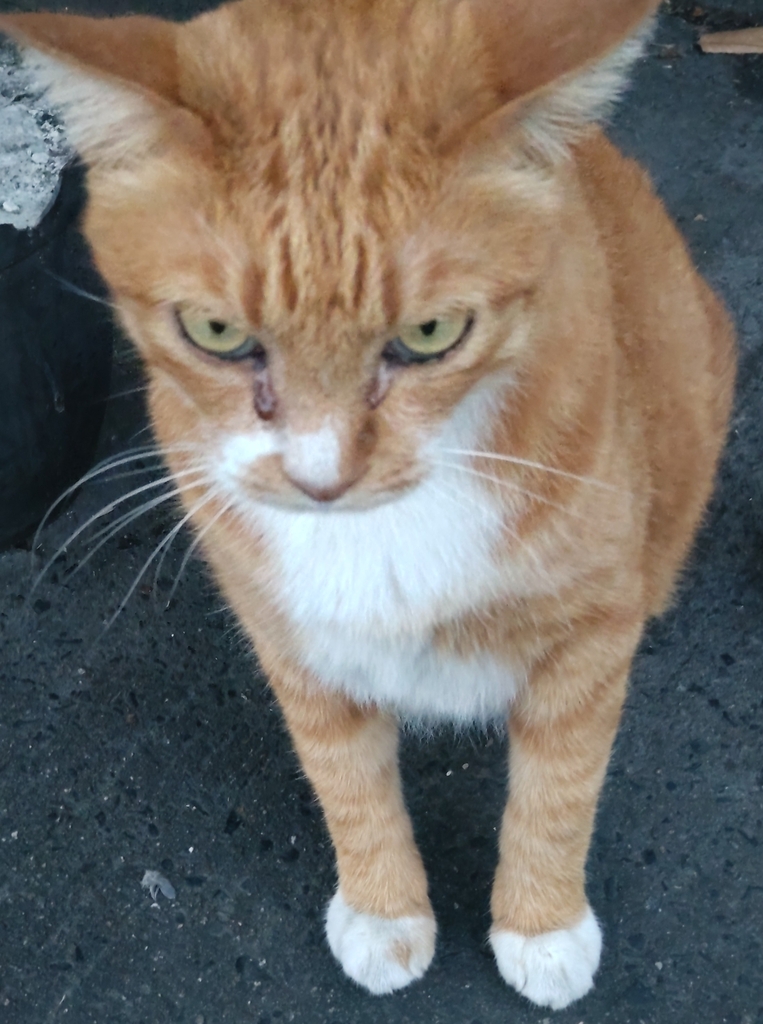 Domestic Cat from Min Buri, Bangkok 10510, Thailand on February 26 ...