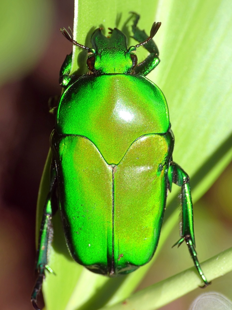 Ischiopsopha wallacei from Candlenut on February 27, 2024 at 10:57 AM ...