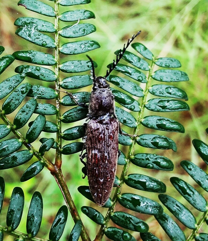 Water, Rove, Scarab, Long-horned, Leaf, and Snout Beetles from ...