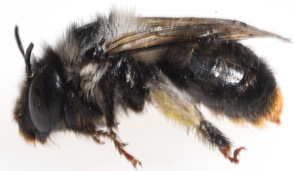 Orange-tipped Wood-digger from South Fork Ahtanum, Yakima County, WA ...