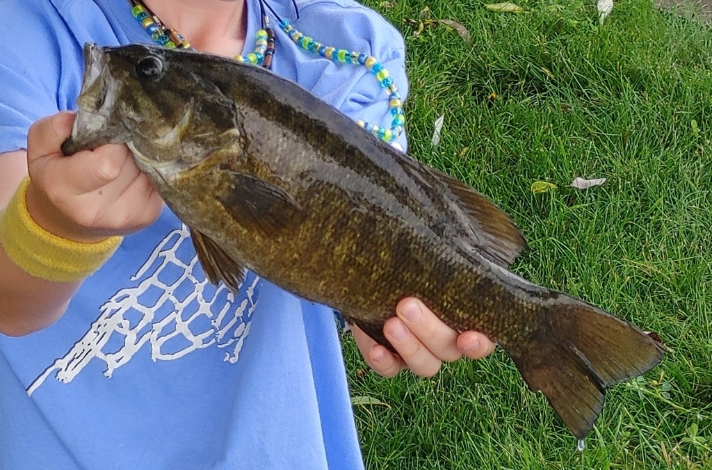 Smallmouth Bass (Fish of Fox Lake) · iNaturalist