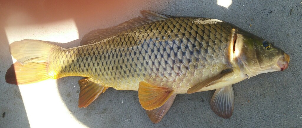 Common Carp (Fish of Fox Lake) · iNaturalist