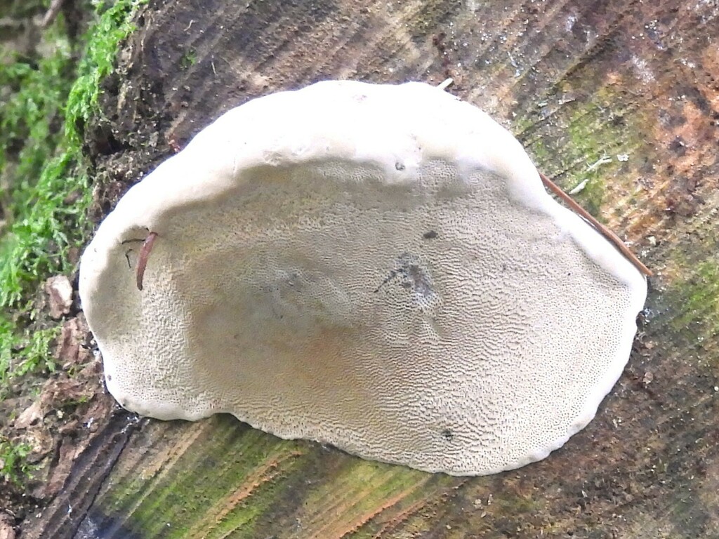 White Cheese Polypore from Mt Tamalpais, California 94941, USA on ...