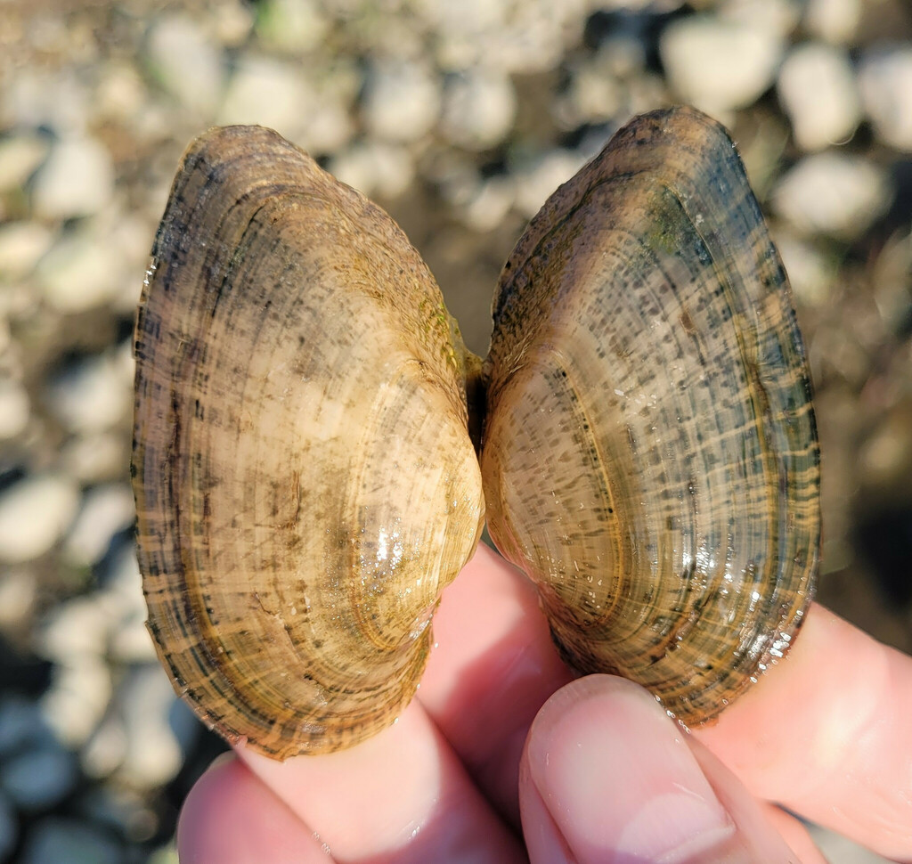 Elktoe from Waterloo Regional Municipality, ON, Canada on July 3, 2023 ...